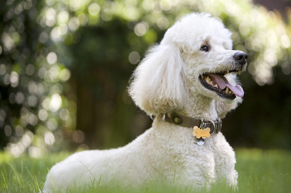 Cuidados especiais com cachorros da raça Poodle