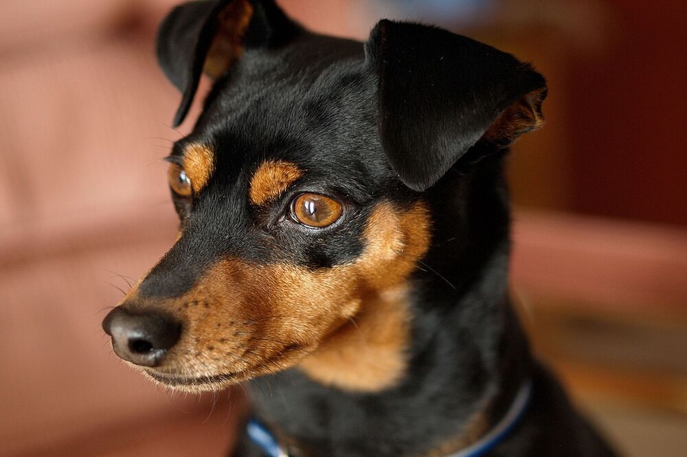 Curiosidades sobre a raça Pinscher