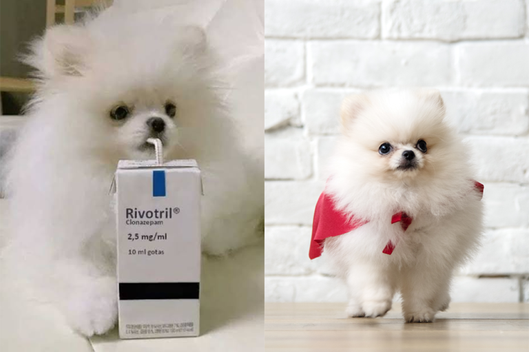 Eh mole? Descubra a Raça dos Pets que são Memes - LéloVet - Clínica ...