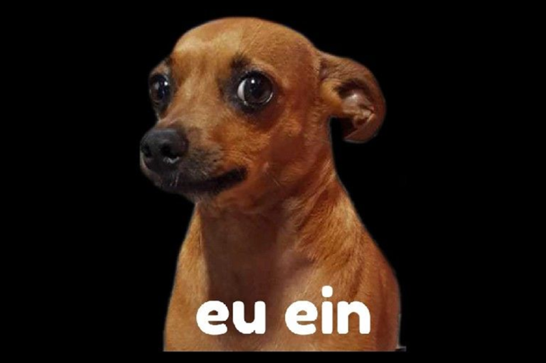 Eh mole? Descubra a Raça dos Pets que são Memes - LéloVet - Clínica ...